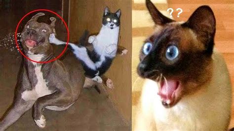 Baby Cats Cute And Funny Cat Videos Compilation Bow Wow Hd
