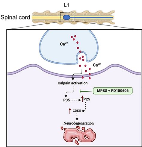 The Calpain Inhibition Mechanism In SCI Spinal Cord Compression Causes
