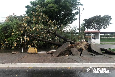 Vendaval derruba árvores destelha casas e destrói fachada de vidro