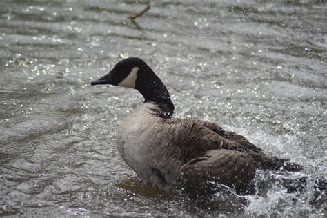Bird Greylag Goose Free Photo On Pixabay Pixabay