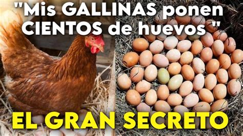 Las Mejores Razas De Gallinas Ponedoras Huevos Grandes Y R Pidos