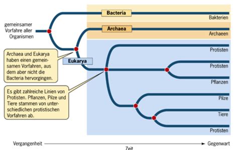 Zellbiologie Karteikarten Quizlet