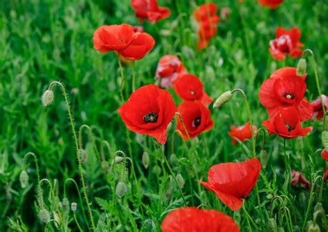 Campo De Amapolas Foto Premium