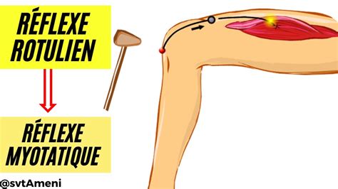 Qu Est Ce Qu Un R Flexe Rotulien Qu Est Ce Qu Un R Flexe Myotatique