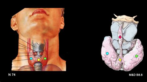 Neck Anatomy Lec Flashcards Quizlet