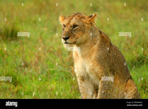Lioness Under Rain In The Wilderness Stock Photo Alamy