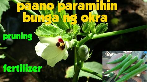 Paano Magparami Ng Bunga Ng Okra Jo Wel YouTube