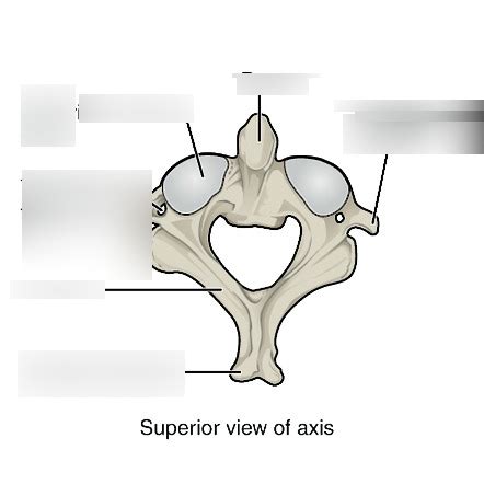 Cervical Vertebrae Axis C Diagram Quizlet