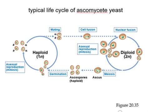 Week 4 Lecture 1 Yeast As A Model Organism Flashcards Quizlet