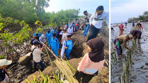 Lestarikan Pesisir Di Hari Nusantara DKP Sulsel Tanam 78 Ribu Mangrove