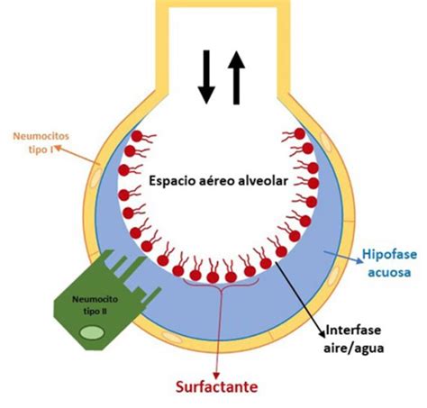 Qué es el surfactante Bioquímica Homo medicus