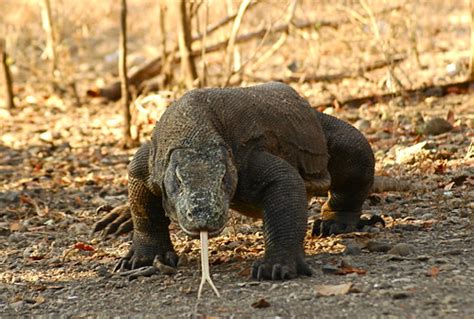 Komodo Dragon Komodo Indonesia A Grown Up Male Komodo D Flickr