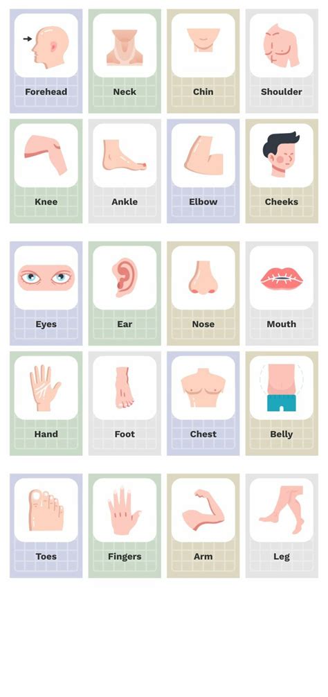 Anatomy Flashcards Piktochart