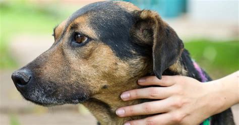 Quieres adoptar un animal adulto Te contamos dónde y cómo puedes