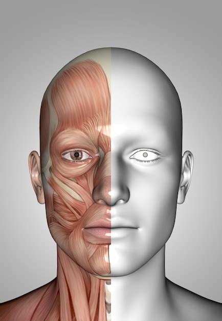 Muscles In Your Face