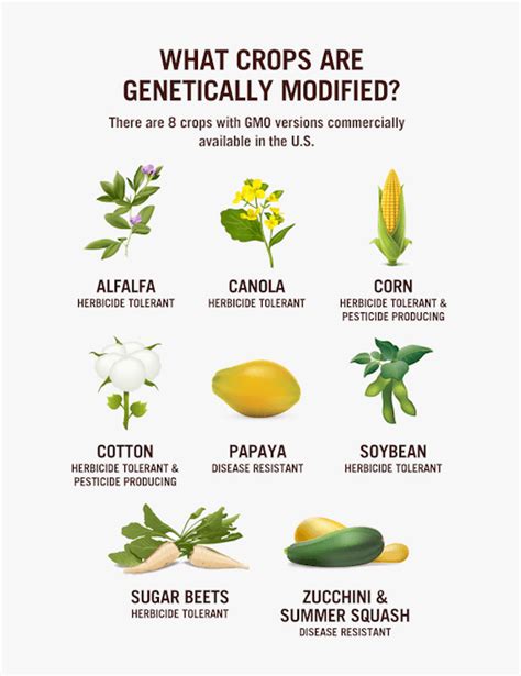 GMO Là Gì Hiểu Về Thực Phẩm Biến Đổi Gene GMO