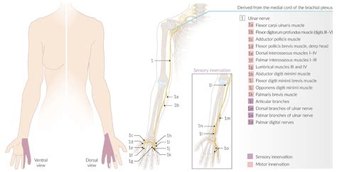 Ulnar Nerve Entrapment Causing Pinky Or Ring Finger Off