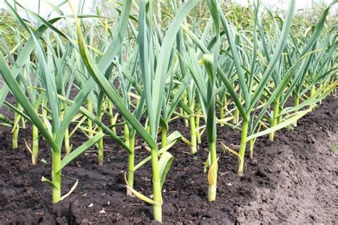 Como Plantar Alho Em Casa Plantio Cultivo E Colheita