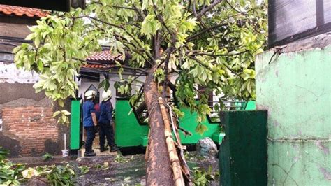 Imbas Hujan Disertai Angin 6 Pohon Tumbang Terjadi Di Jakarta 2 Di