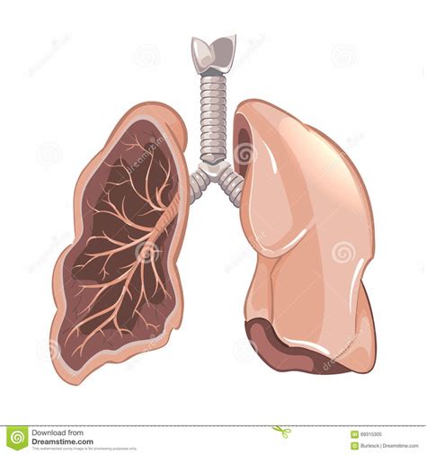 Anatomie Des Poumons Diagram Quizlet