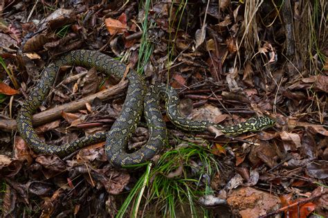 Diamond Python From Gloucester New South Wales Australia On November