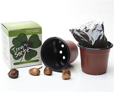 Kit Cultivo Trevo De Folhas