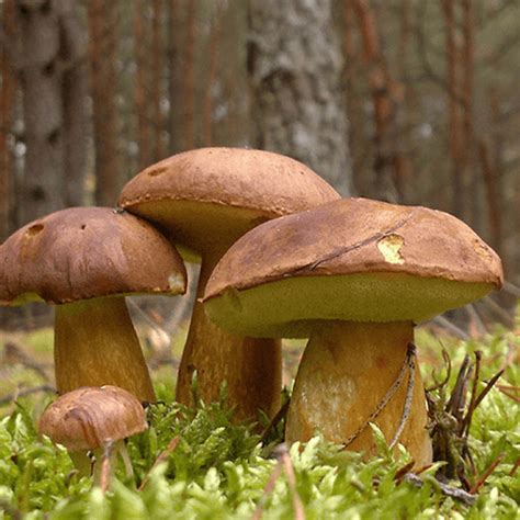 PODGRZYBEK BRUNATNY