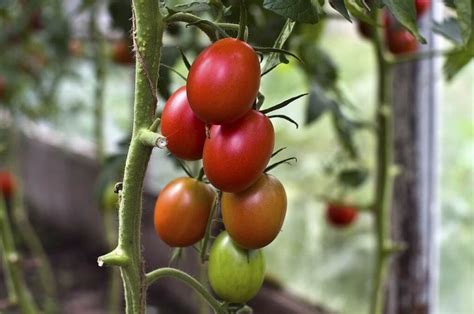 Cara Budidaya Tomat Yang Baik Dan Benar Dalam Polybag Pot Petani Digital