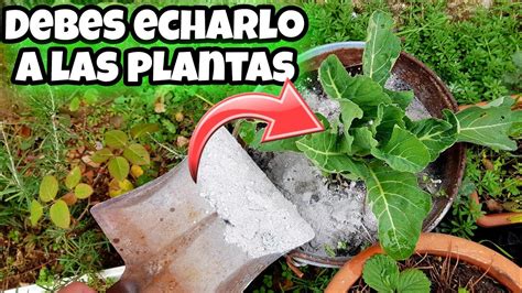 Ceniza El Mayor Tesoro Para Tus Plantas Usos De La Ceniza En El