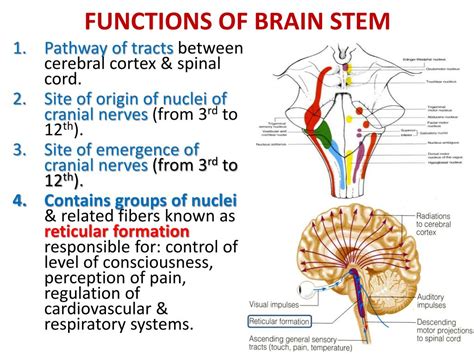 Different Parts Of Brain Stem Function Batmanfile
