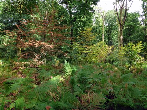 Photographs Of Savernake Forest Wiltshire England Ferns And Trees