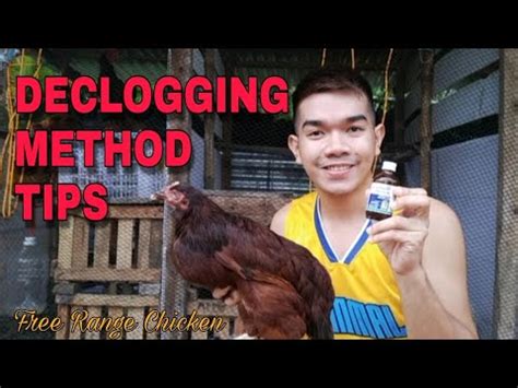 PAANO GAMUTIN ANG SIPON NG MANOK FREE RANGE CHICKEN RHODE ISLAND
