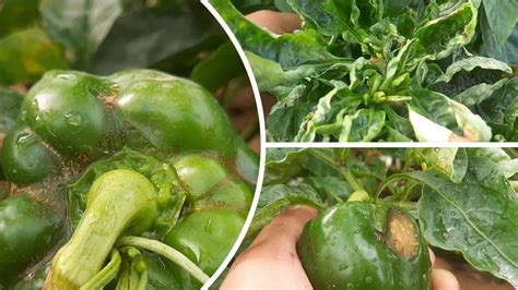 My Bell Pepper Problem And Diseases YouTube