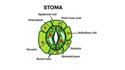 Structure Of Stomata With Labelled Diagram Stomatal Cells Ap