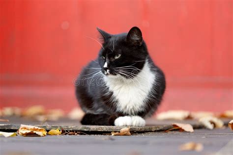 462 Black Cat White Paws Sits Stock Photos Free Royalty Free Stock