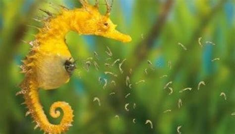 Adaptaciones De Los Caballitos De Mar