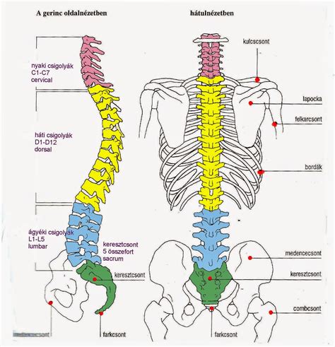 T Rk P Csigolya T Rk P Pain Relief Massage Body Anatomy Human Anatomy