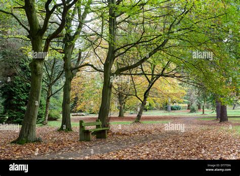 Banco de madera bajo el árbol de haya Fagus sylvatica Fotografía de