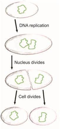 CBSE Class 10 Biology Reproduction Asexual Reproduction CBSE
