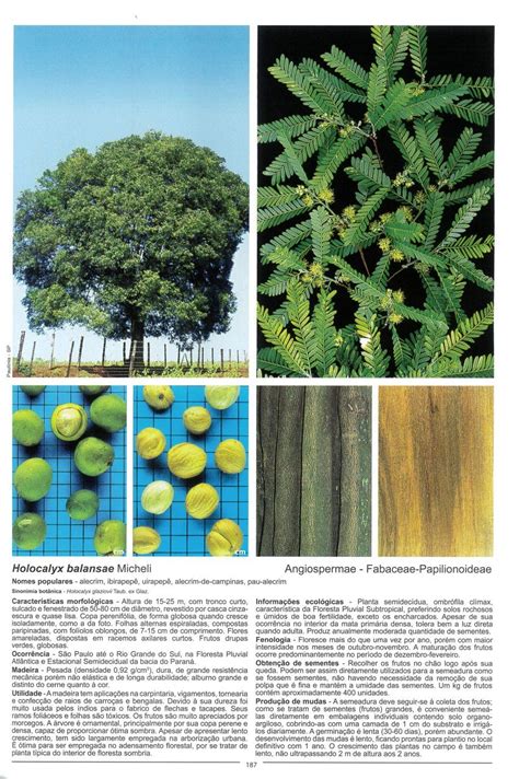 Árvores Brasileiras Volume 1 Manual de Identificação e Cultivo de