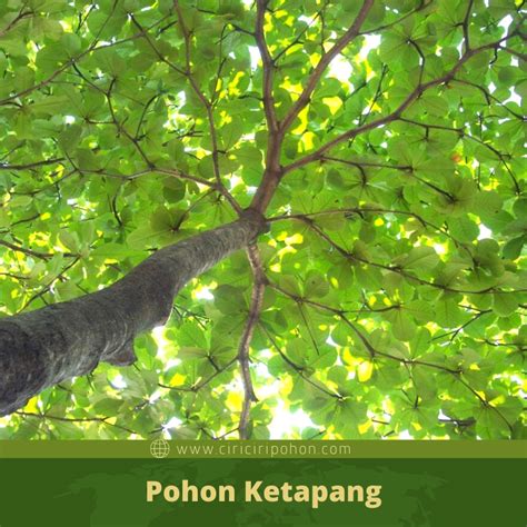 Kegunaan Menanam Pohon Ketapang Di Halaman Rumah Ciriciripohon