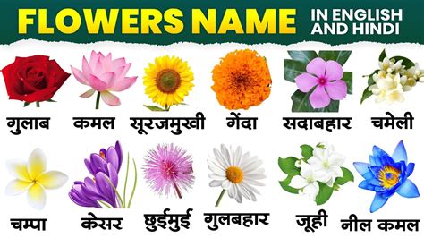 Indian Flowers Images With Name Home Alqu