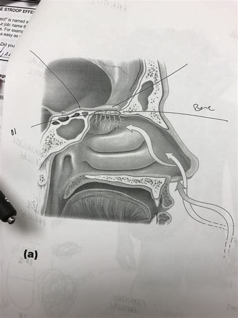 The Nasal Cavity And Olfactory Epithelium Diagram Quizlet