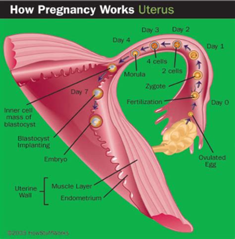 Ob Normal First Trimester Flashcards Quizlet