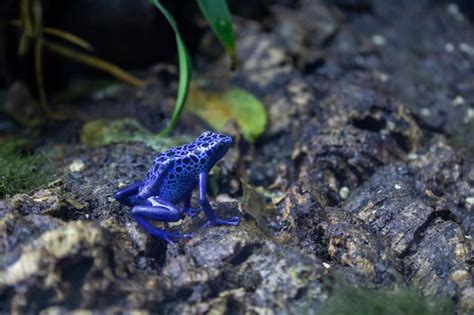 Rana Venenosa Azul Dendrobates Tinctorius Azureus Foto Premium
