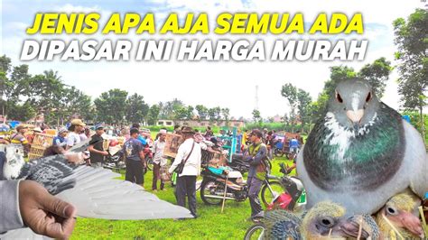 GEMPAR HARI INIBERBURU JUTAAN MERPATI PASAR JENIS APA AJA SEMUA ADA