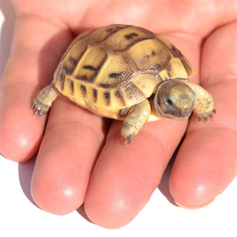 Greek Turtles Online
