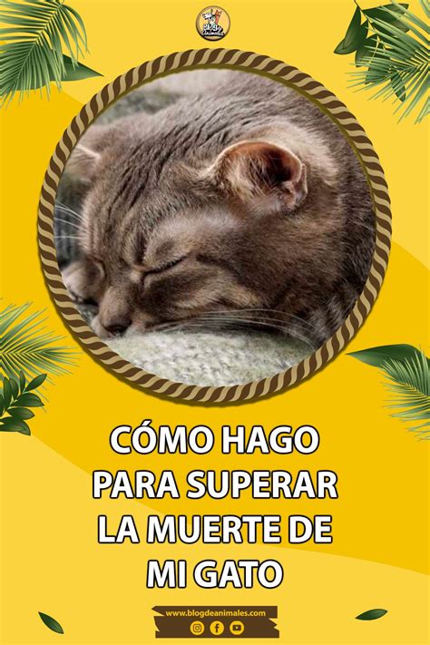 Cómo afrontar la muerte de mi gato Superar pérdida de tu mascota en