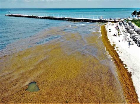 Prev N Arribo De Mil Toneladas De Sargazo A Costas Del Caribe