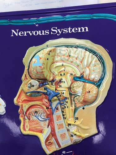Purple Nervous System Model Flashcards Quizlet